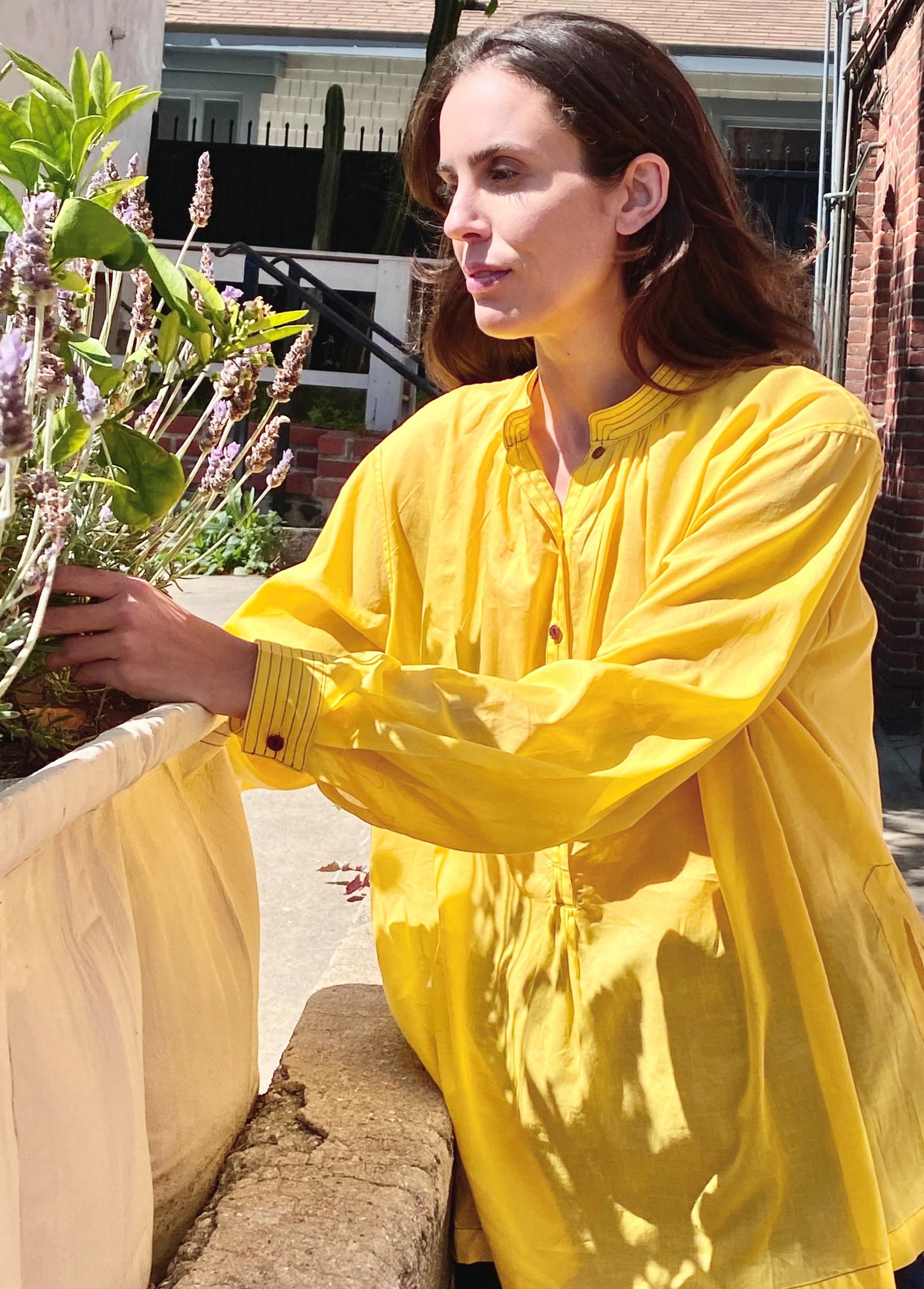 Cotton Agnes Top Dandelion | FLORA ANIMALIA